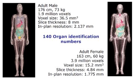 ICRP ICRU Adult Female And Male Reference Computational Phantoms