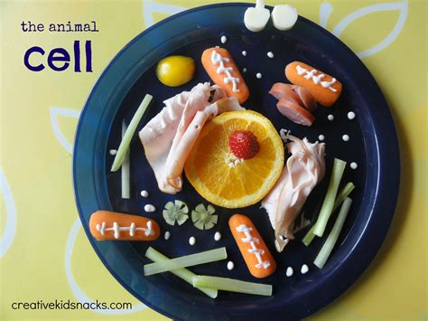 How Do Animal Cells Get Their Food Colemingallagher