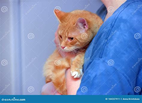Sad Redhead With A White Cat Stock Image Image Of Finger Face