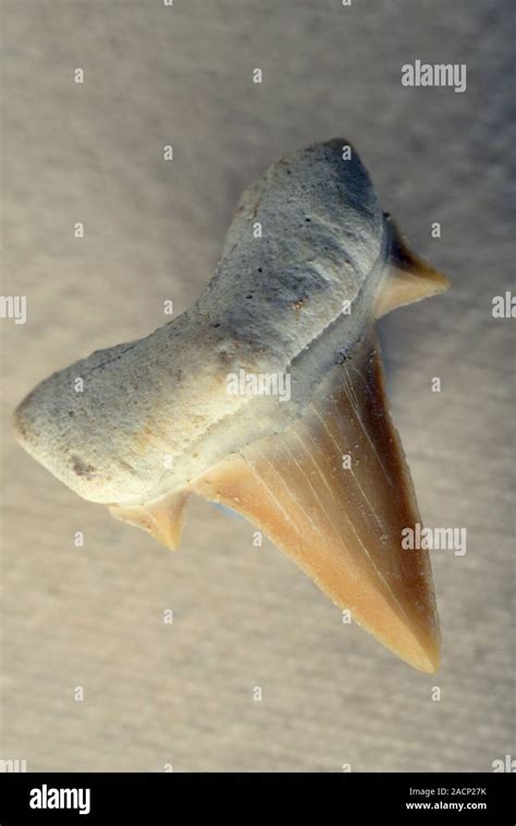 Shark Tooth From Morocco Otodus Obliquus Is An Extinct Mackerel Shark