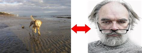 How Old Is Cockapoo In Human Age Cockapoo Age Calculator