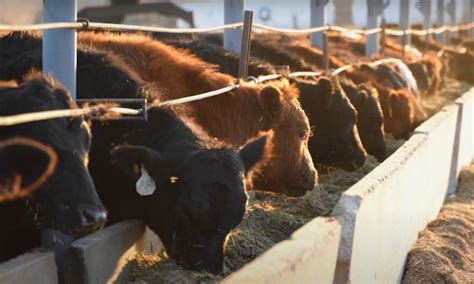19 Pros And Cons Of Liquid Feed For Cattle