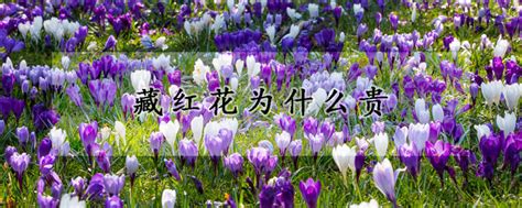 藏红花球多久发芽 发财农业网
