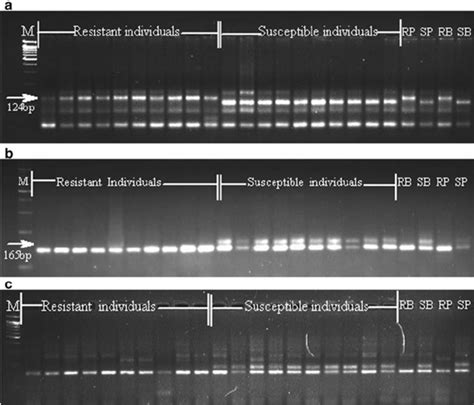 Screening Of The Simple Sequence Repeat Ssr Markers A Xgwm251
