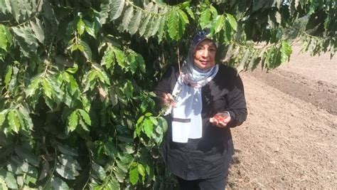 الزراعة تنفذ أول تجربة لزراعة البن في الأراضي المكشوفة، جهود علمية