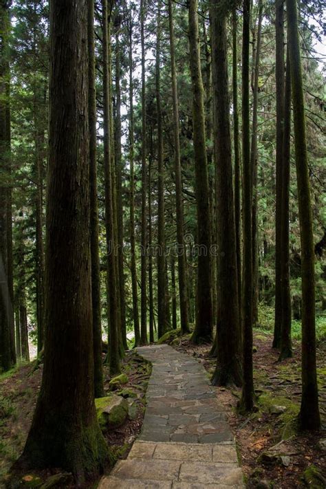 Alishan Chiayi Stadt Taiwan Urwald Stockfoto Bild Von Frech