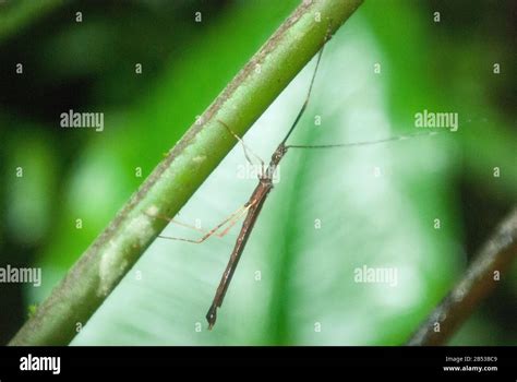 Walking Stick Insect Hi Res Stock Photography And Images Alamy