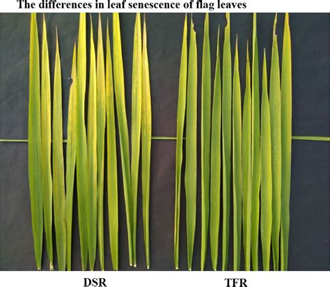The Differences In Leaf Senescence Of Flag Leaves At 20 Days After