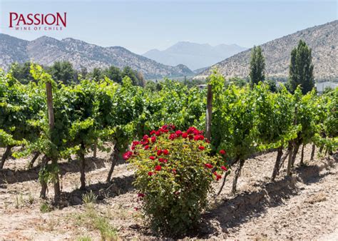 RƯỢu Vang Chile GiÁ TỐt Rượu Vang Passion