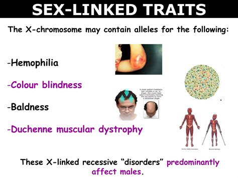 05 Sex Linked Inheritance Ppt