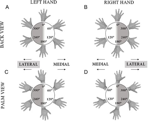 Illustration Of Hand Stimuli Used In The Hand Laterality Judgement