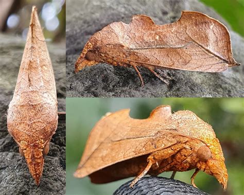 Can Anybody Help Me Identify This Leafy Boi Location Japan Scrolller