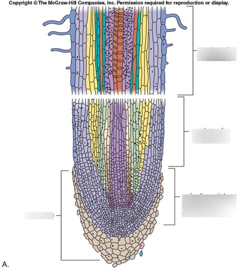 Chpt Roots And Soils Diagram Quizlet