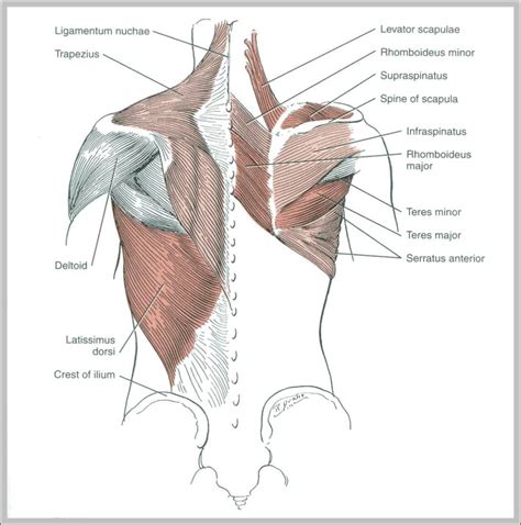 Picture Of Shoulder Muscles Anatomy System Human Body Anatomy