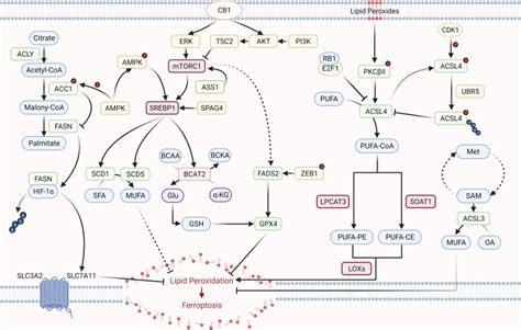 Metabolism Regulated Ferroptosis In Cancer Progression And Therapy Pmc