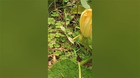 Dekhe Kahin Chehre Jahan Mein Magar Ek Tere Hi Chehre Pe Pyar Aaya