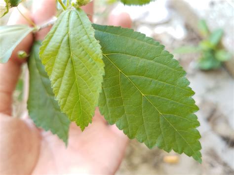 Leaf Texture Free Photo On Pixabay Pixabay