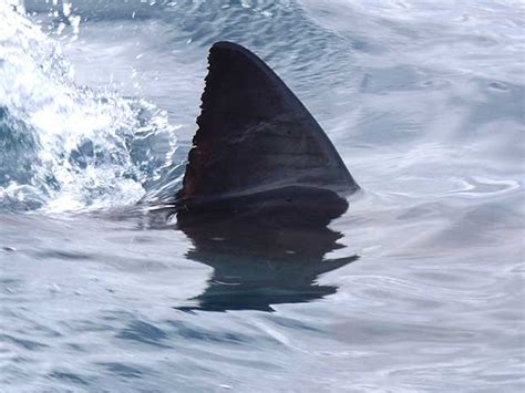 나라별 핫한 음식 중국 샥스핀sharks Fin 디지틀조선일보디조닷컴
