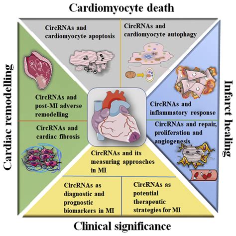 Emerging Roles Of Circrnas In The Pathological Process Of Myocardial