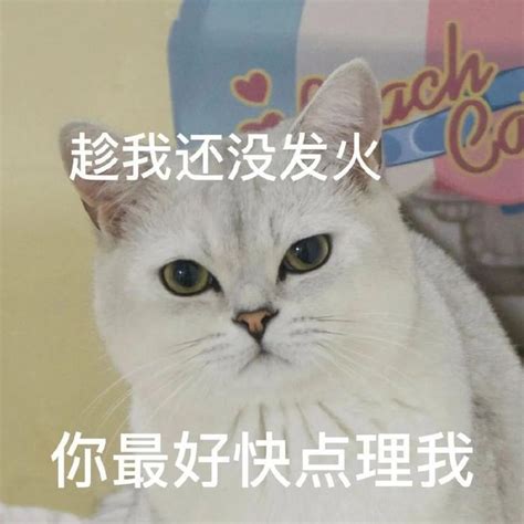表情包来了，拿图吱声 所以我的错