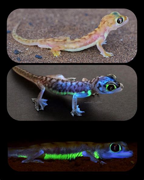 The Namib Sand Gecko Pachydactylus Rangei These Nocturnal Geckos