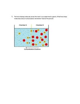 Cell Transport Lab By Ms Lincke S Classroom TPT