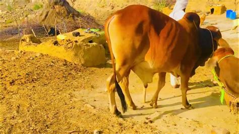 گائے فارسیل گائے کا گوشت گائے فارم گائے کے دودھ گائے کی قربانی جائز