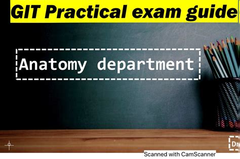 GIT Practical Anatomy Studocu