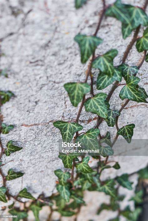 Hedera 또는 돌 벽에 일반적으로 불린 아이비 0명에 대한 스톡 사진 및 기타 이미지 0명 갈색 광물질 Istock