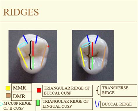 Unit Quiz Test Permanent Posterior Teeth Flashcards Quizlet