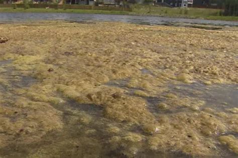 7 Kinds Of Pond And Lake Algae Lake Management Inc