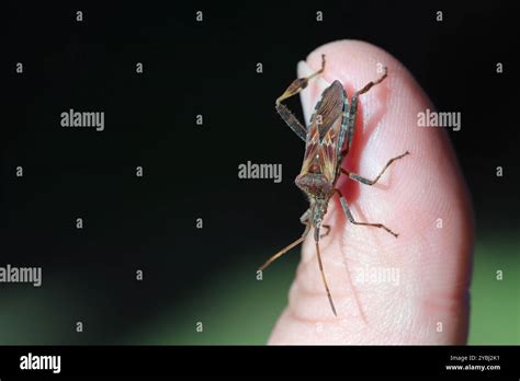 Adult Western Conifer Seed Bug Leptoglossus Occidentalis A Species Of