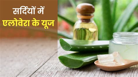 Aloe Vera In Winter सर्दियों में इन तरीकों से इस्तेमाल करें एलोवेरा