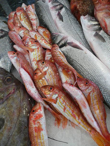 Ambassis Interrupta Fotos Banco De Imagens E Fotos De Stock Istock