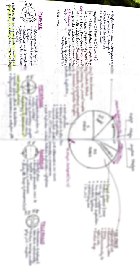 SOLUTION Cell Cycle Flow Chart Studypool