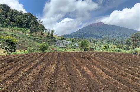 Ladang Kentang Di Taman Nasional Kerinci Seblat Punya Siapa