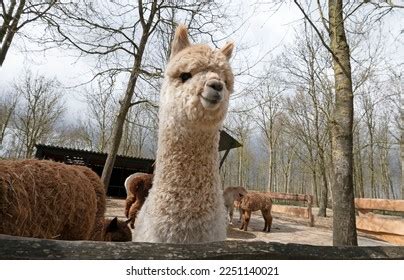 Alpaca Photos Images Stock Photos Vectors Shutterstock