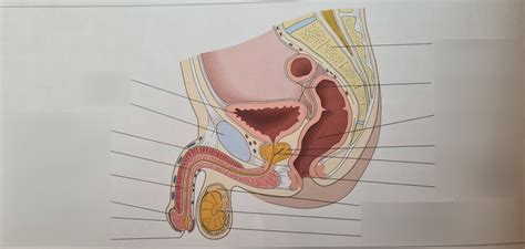 Standbild M Nnliche Harn Und Geschlechtsorgane Diagram Quizlet