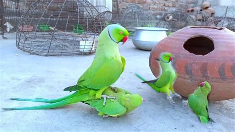Indian Ringneck Parrots Dancing Pair Parrots Youtube