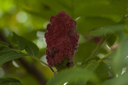 苏迈克山食物灌木药品植物粉红色绿色水果鹿角高清图片下载 正版图片320774272 摄图网