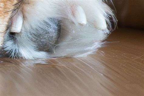 Adobe Denoise Vs Dxo Deepprime Xdwhich Nr Algorithm Is Best