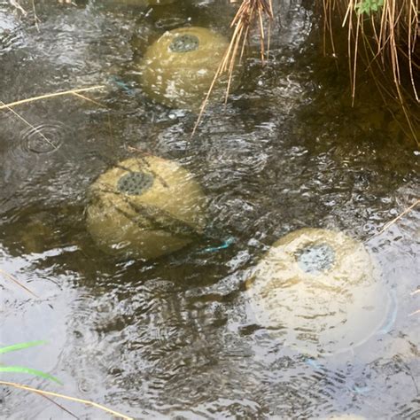 Mussel Movement Initiative — Keep The Tennessee River Beautiful