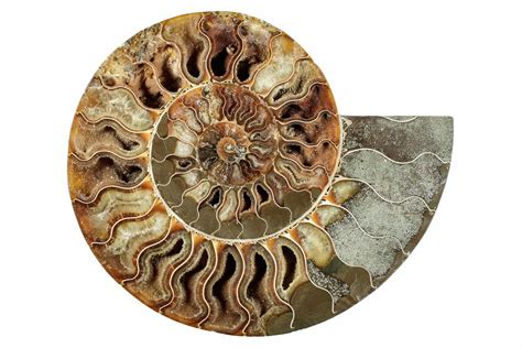 7 9 Cut And Polished Ammonite Fossil Half Crystal Pockets 274813 For Sale
