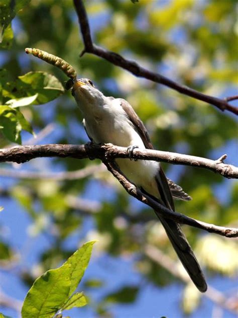 Yellow Billed Cuckoo