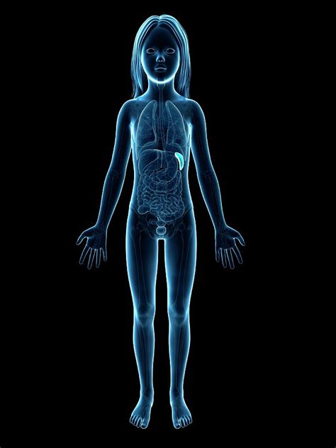 Spleen Of Girl Photograph By Sebastian Kaulitzki Pixels