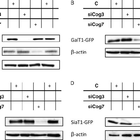 Mg132 Induced Rescue On Golgi Subcellular Localization Of Galt1 Gfp And
