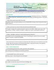 Bacterial ID Virtual Lab Docx Virtual Lab Bacterial Identification Virtual Babe Handout To