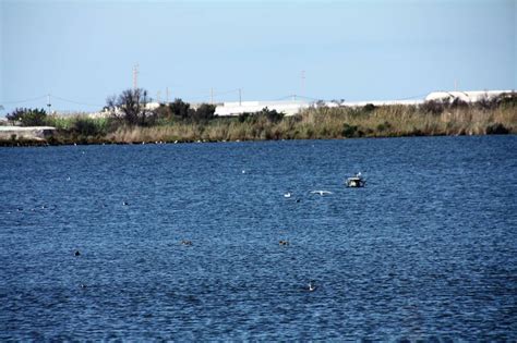 Observar y anillar aves en la Albufera de Adra Qué Ver en Almería