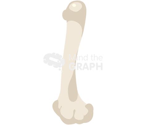 Free Mouse Femur Lateral View Icons Symbols Pictures And Images Mind The Graph