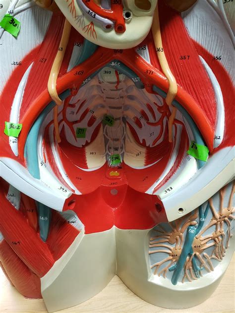 Final Exam Spinal Cord Spinal Nerves And Spinal Plexuses 1 Diagram